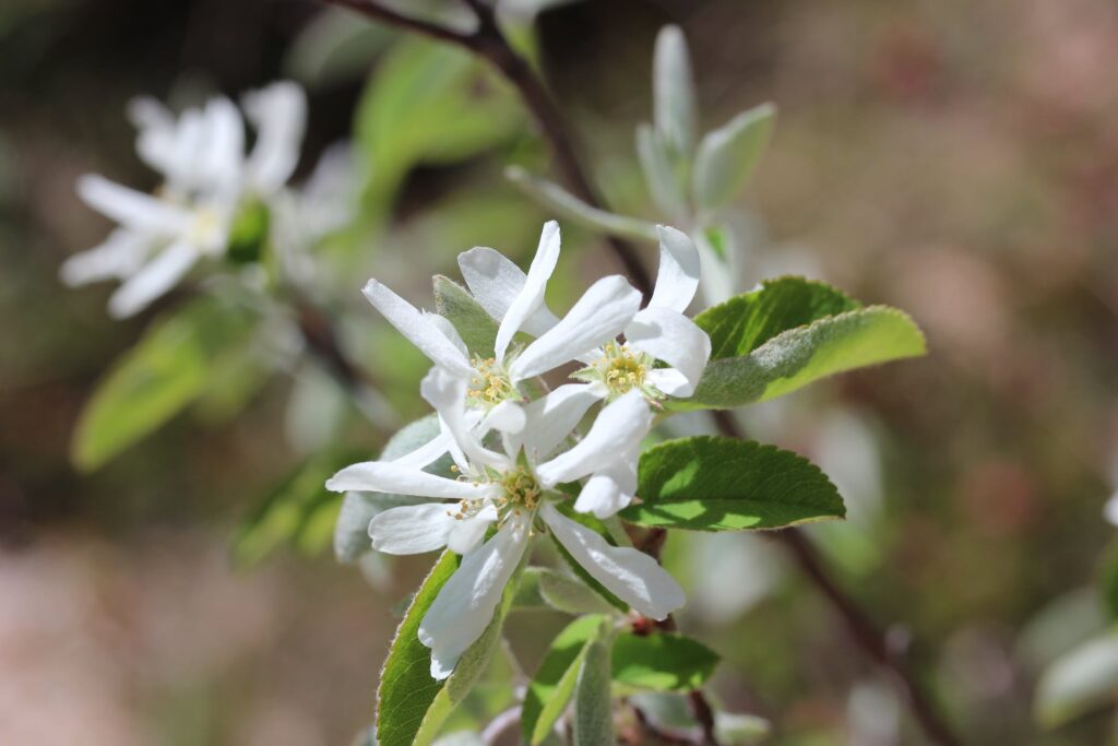 Amelanchier ovalis Medik., Rosaceae, jajolika merala 4 | PLANTAGEA
