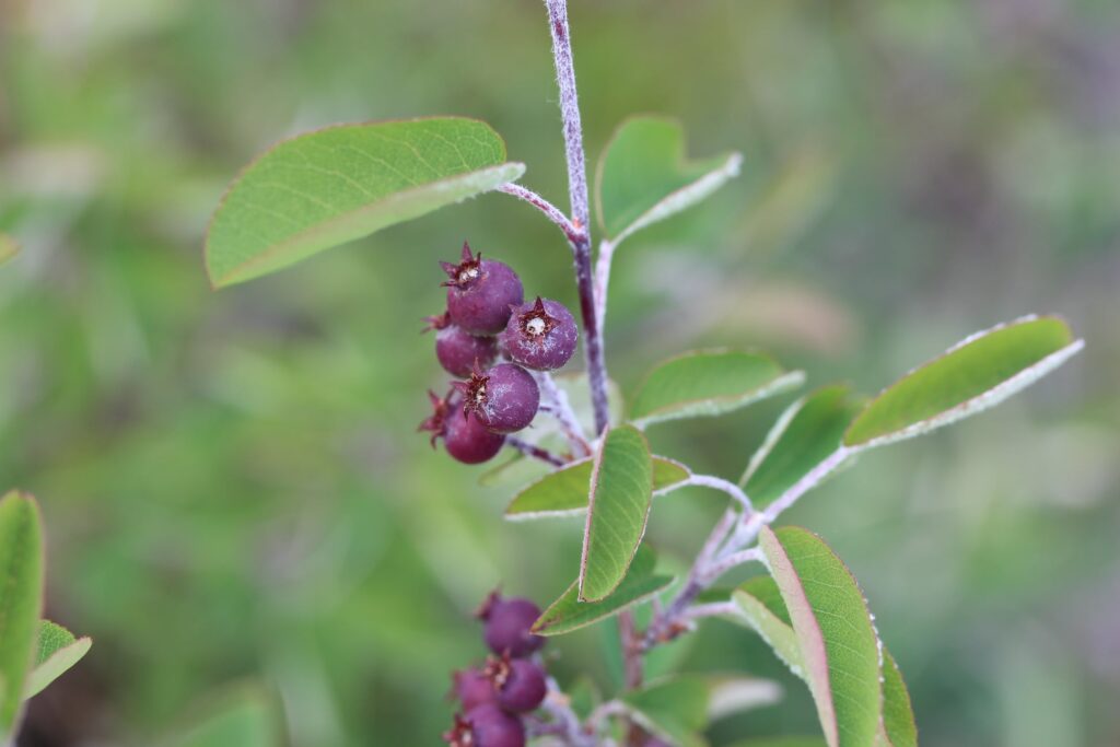 Amelanchier ovalis Medik., Rosaceae, jajolika merala 5 | PLANTAGEA