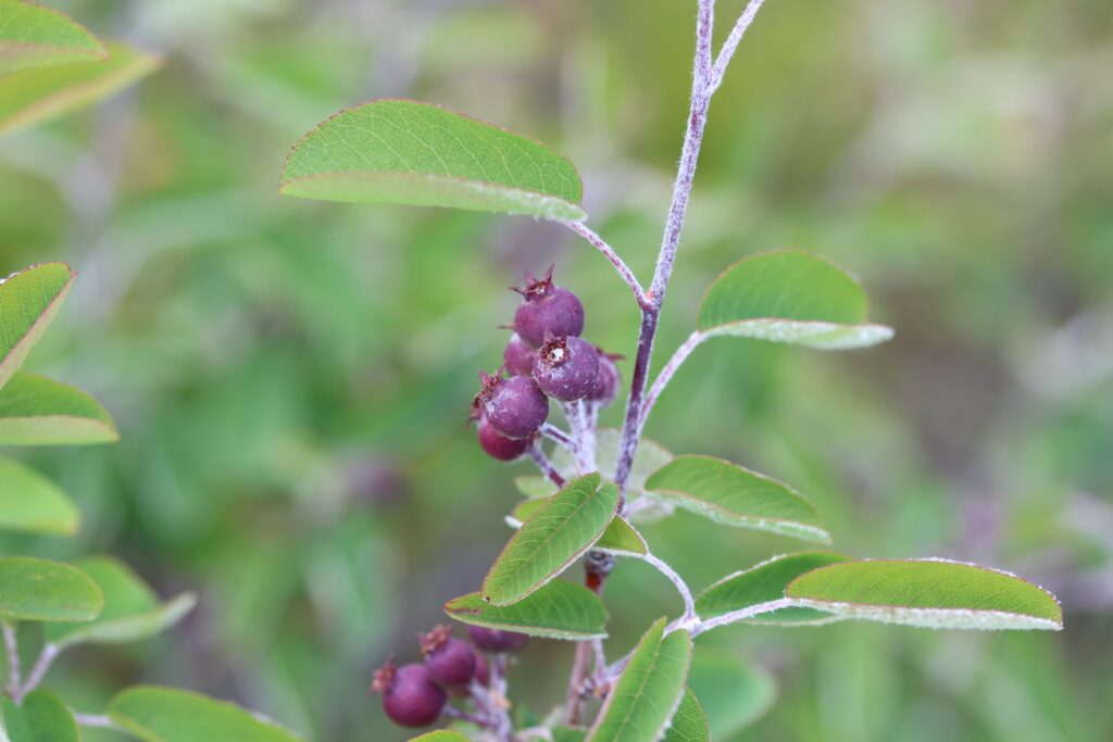 Amelanchier ovalis Medik., Rosaceae, jajolika merala 8 | PLANTAGEA