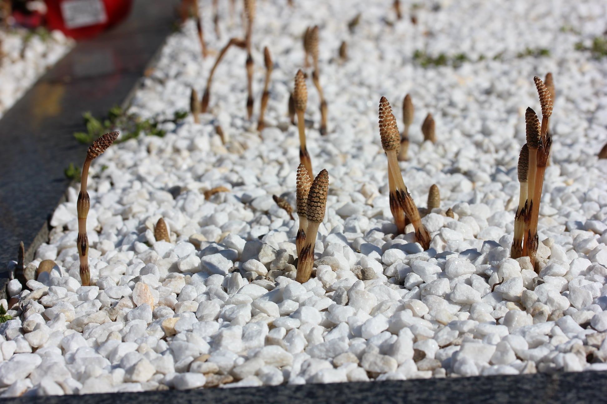 Rod preslica – Equisetum | PLANTAGEA