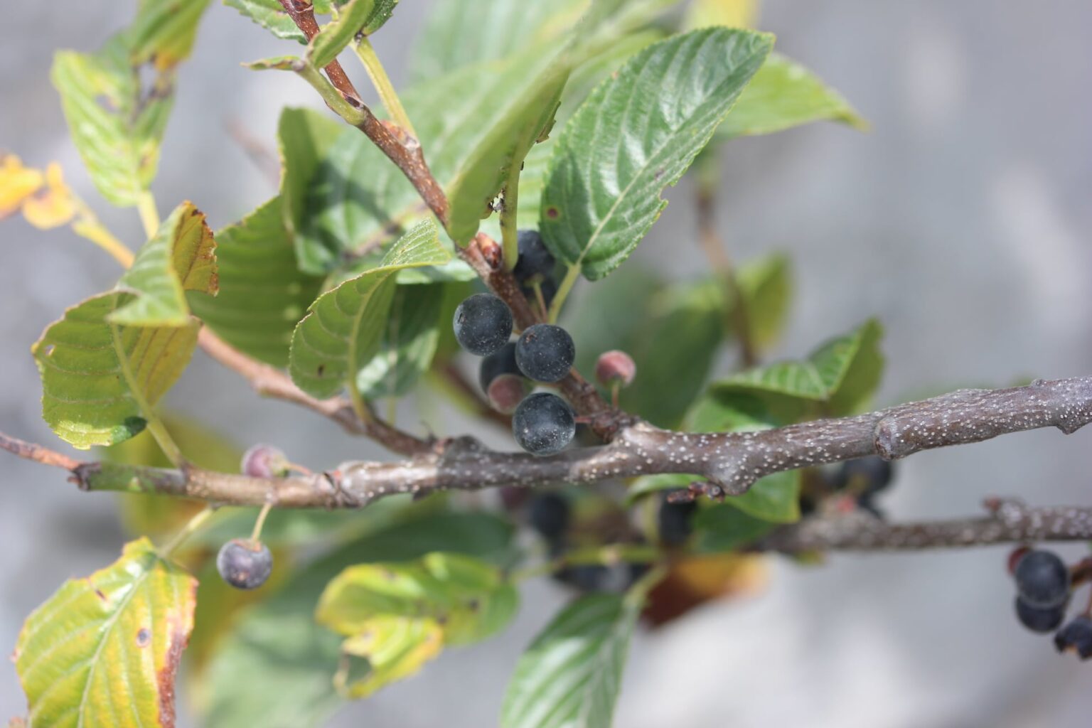 Žestika – Rhamnus alpina L. ssp. fallax 2 | PLANTAGEA