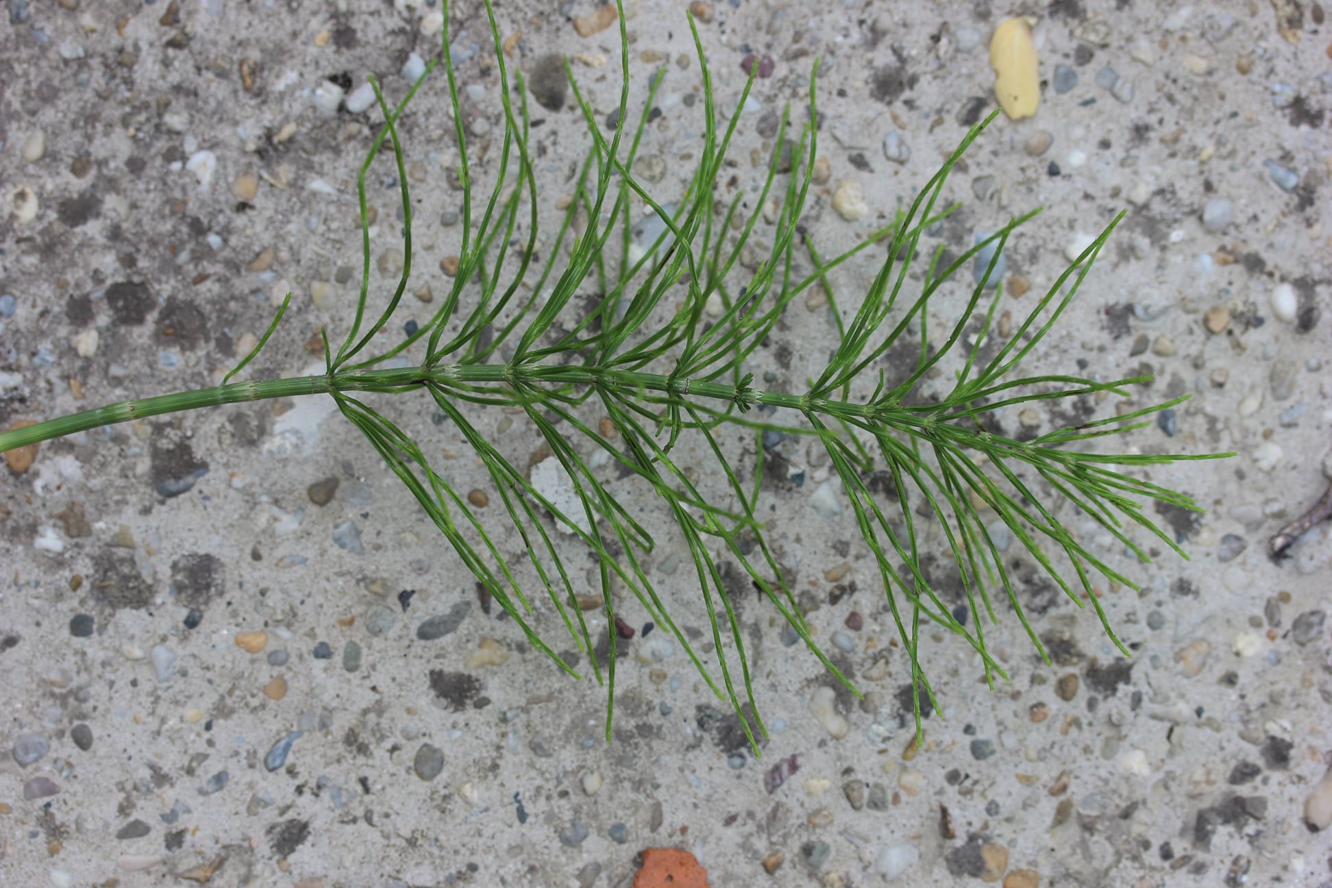 Rod preslica – Equisetum | PLANTAGEA