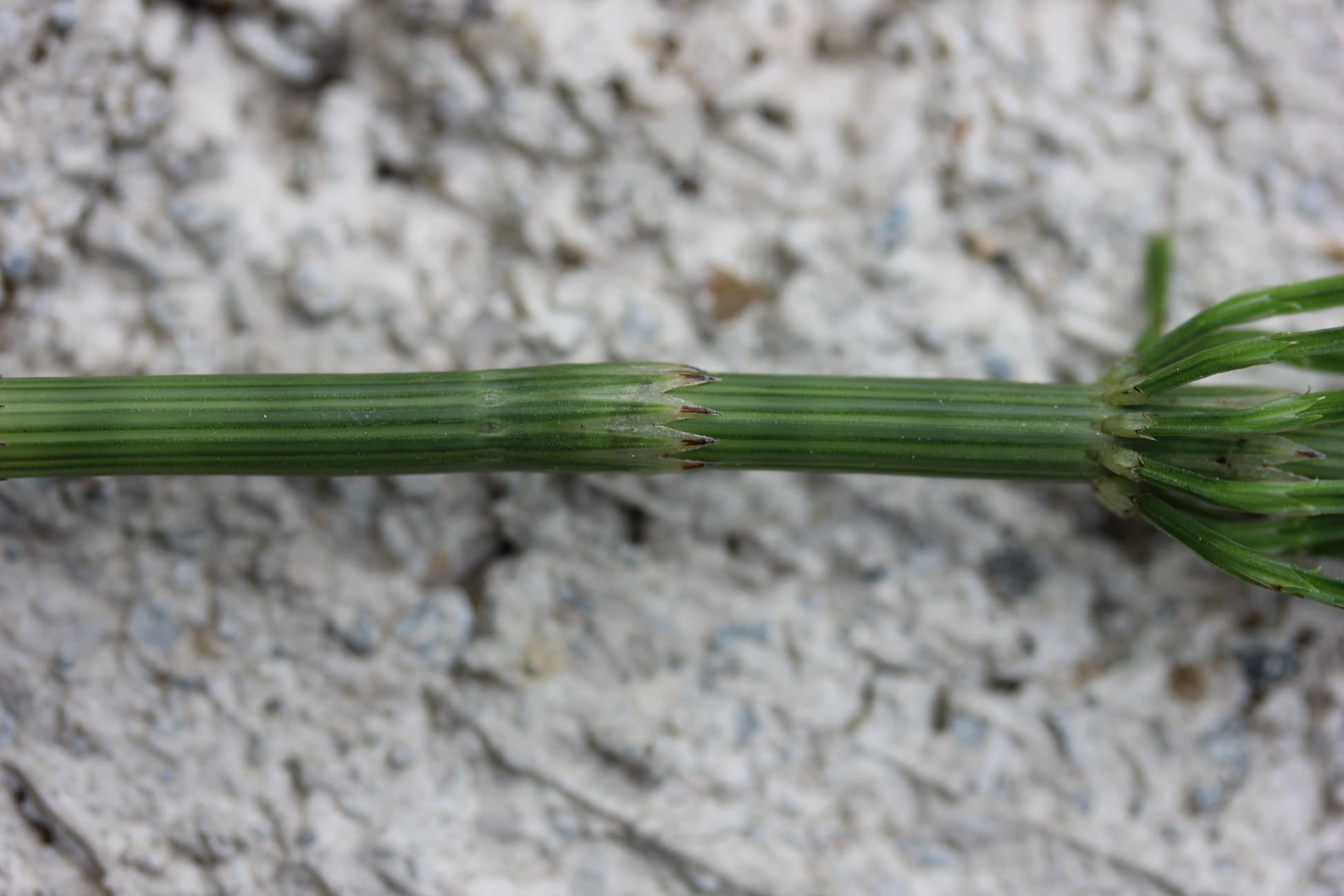 Rukavci poljke preslice, izbrazdana stabljika | PLANTAGEA