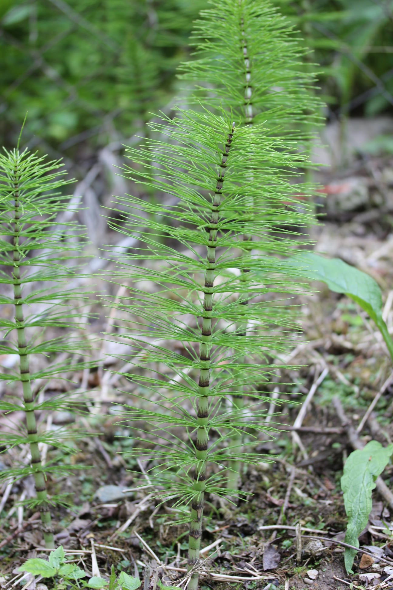 Rod preslica – Equisetum | PLANTAGEA